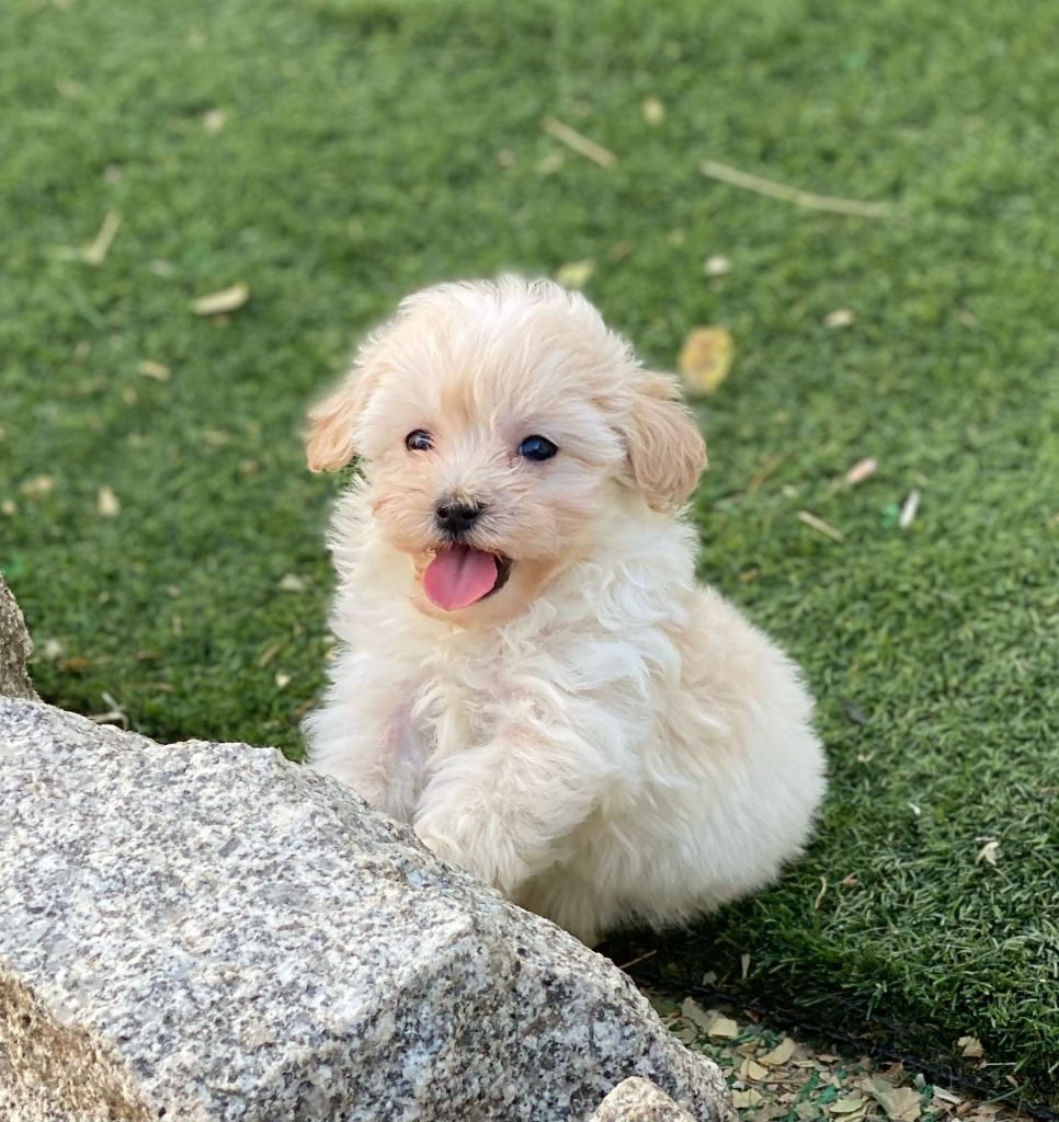 CRIADERO DE MALTIPOO Nacional Decasla. Maltipoo de calidad