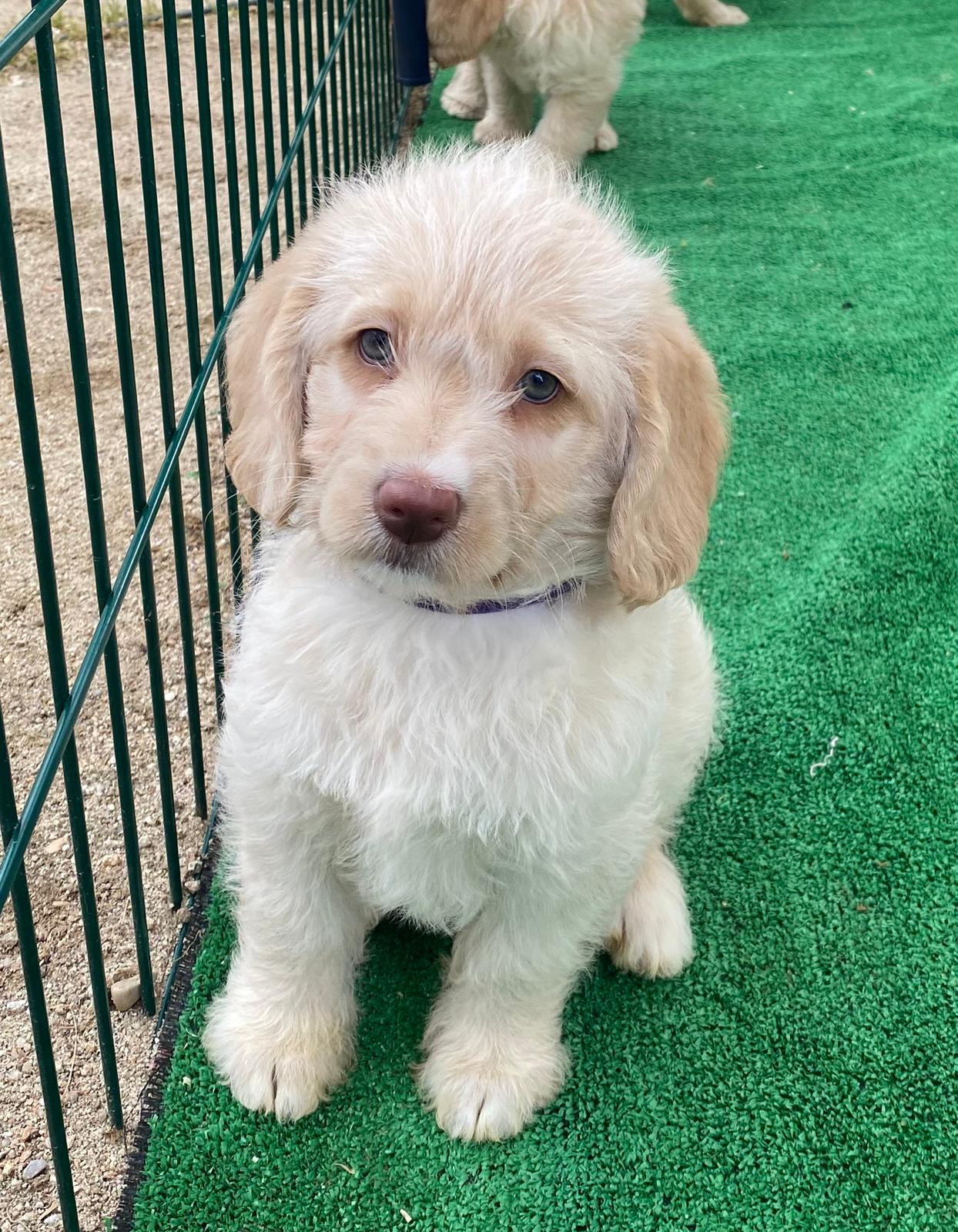 CRIADERO DE AUSTRALIAN COBBERDOG (Labradoodle)